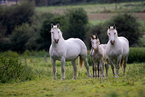 Stockbreeding Photos – License unique travel photos lookphotos