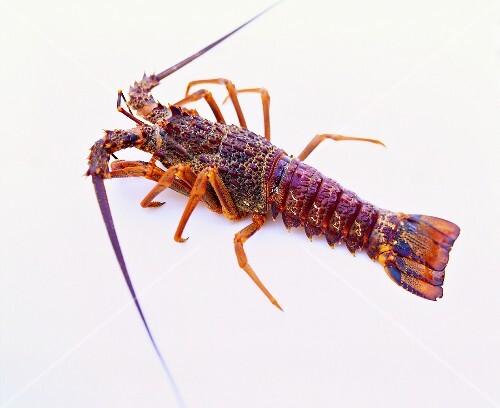 European spiny lobster – License Images – StockFood – 857471